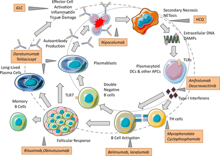 B-cell depletion in autoimmune diseases | Annals of the Rheumatic Diseases