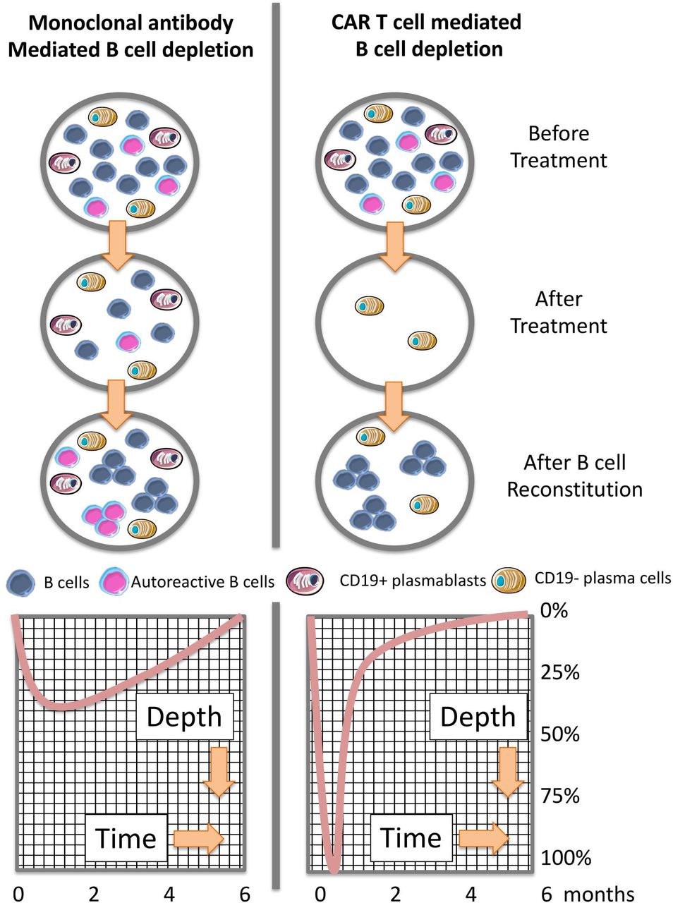 B-cell depletion in autoimmune diseases | Annals of the Rheumatic Diseases